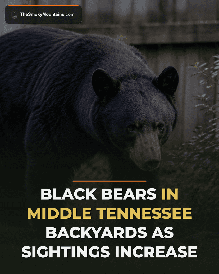 Black Bear Sightings Increase Across Middle Tennessee